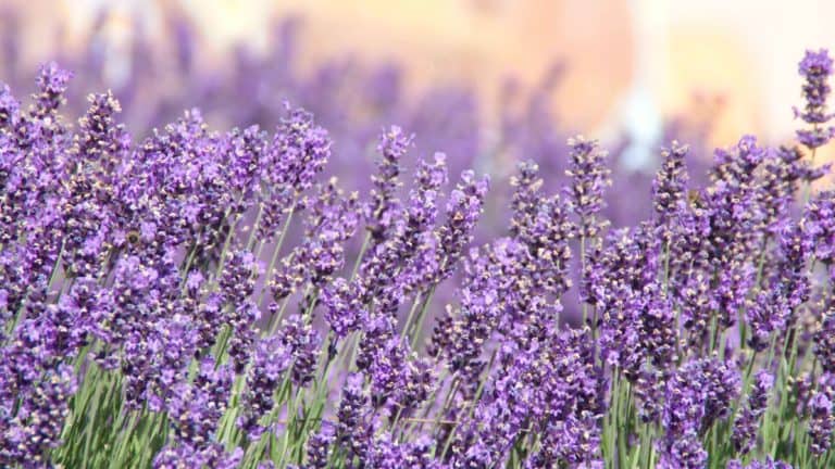 Lavender-Header-v1