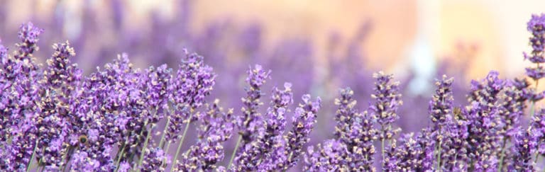 Lavender-Header-v2
